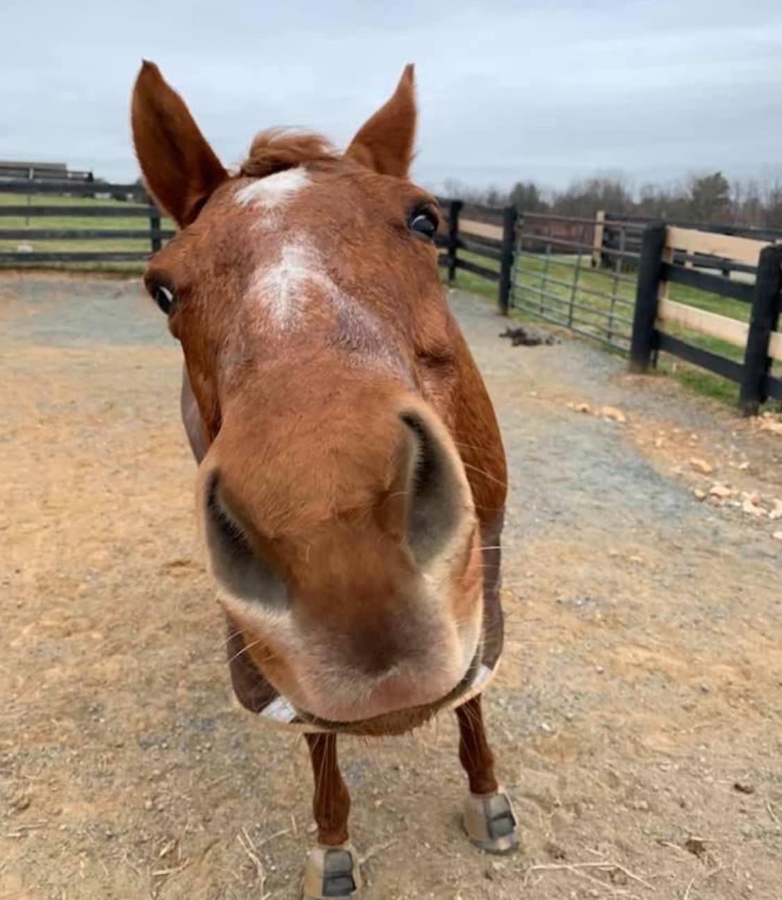 For The Horse – Another Turn Tack & Apparel